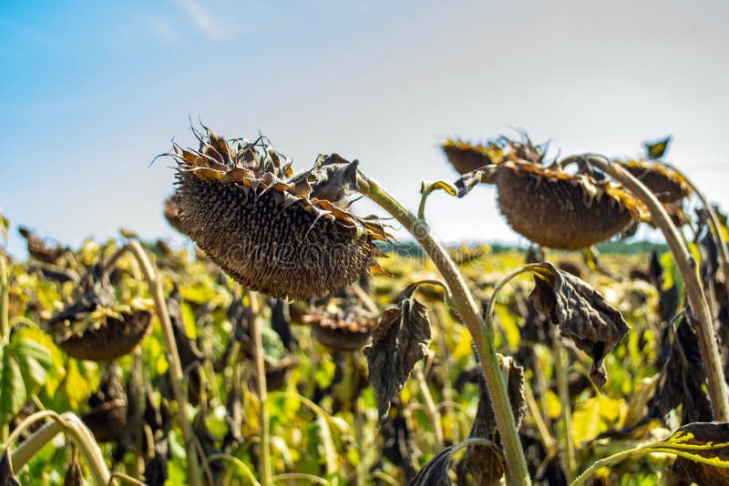 Sunflowers in the Phase of Filling Seeds, in a Field, Under a Blue Sky ...