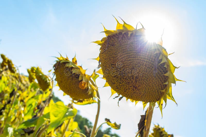 Sunflowers in the Phase of Filling Seeds, in a Field, Under a Blue Sky ...