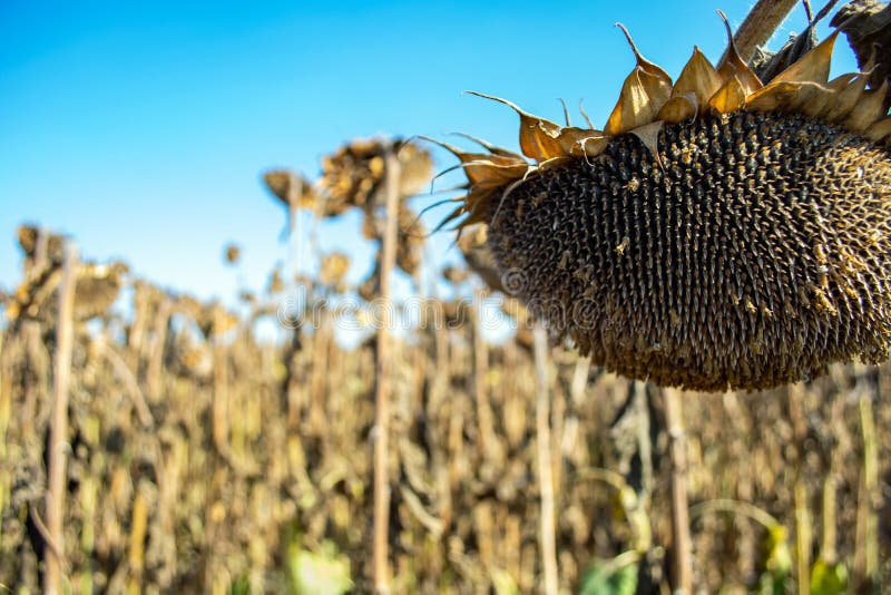 Sunflowers in the Phase of Filling Seeds, in a Field, Under a Blue Sky ...