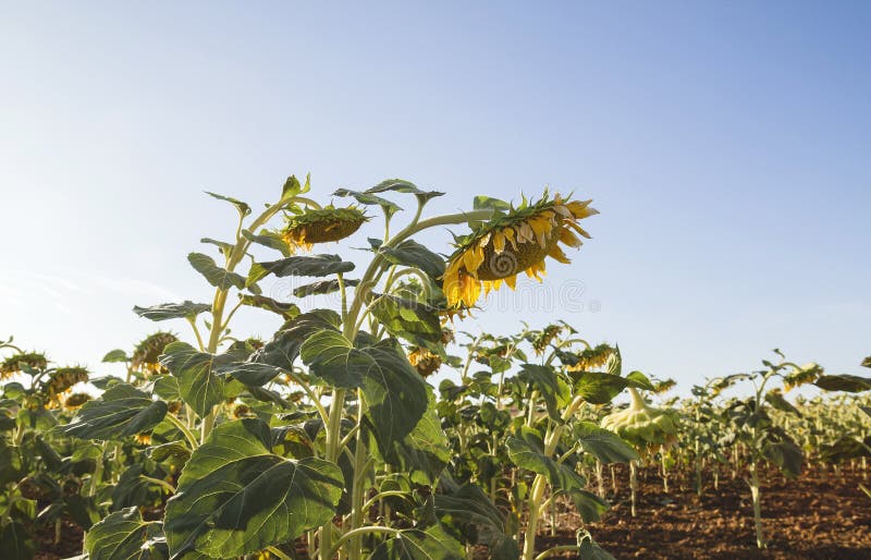 Sunflowers Plantation Flowers Drying Under the Sun Stock Image - Image ...