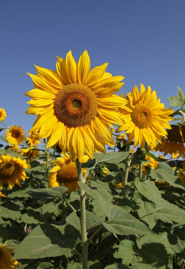 Sunflowers portrait stock photo. Image of plants, field - 21964994