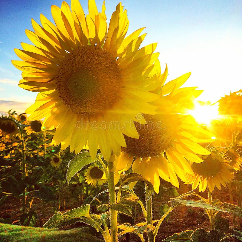Sunflowers stock photo. Image of summer, pretty, floral - 61941918
