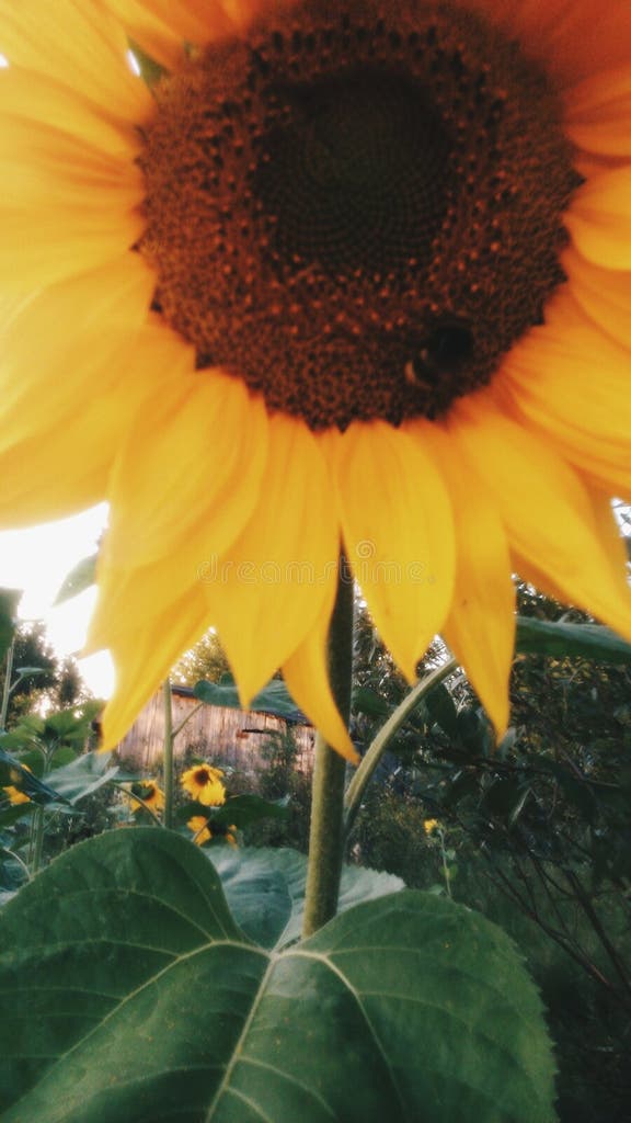 Sunflowers stock image. Image of preset, vscocam, flower - 90685119