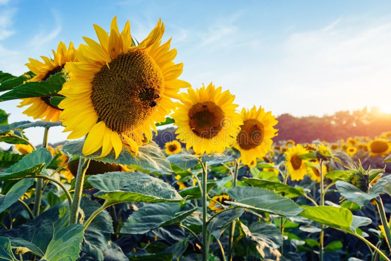 Sunflowers through the Rays of the Sun. Stock Image - Image of ...
