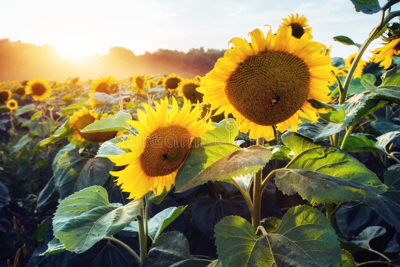 Sunflowers through the Rays of the Sun Stock Photo - Image of crop ...