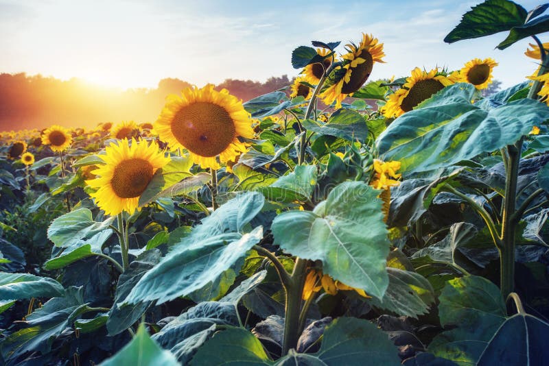 Sunflowers through the Rays of the Sun Stock Image - Image of ...