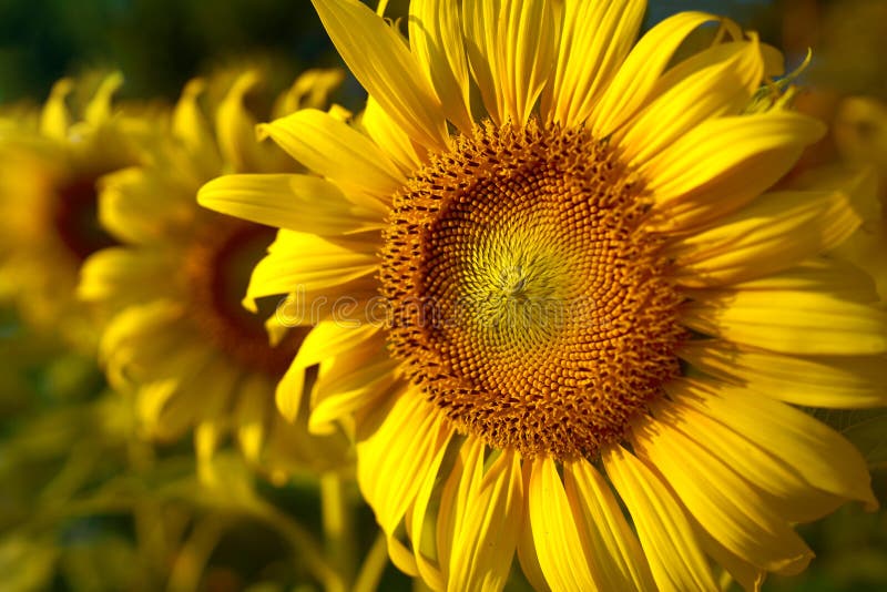 Sunflowers Receive Light from the Sun. Stock Image - Image of manager ...