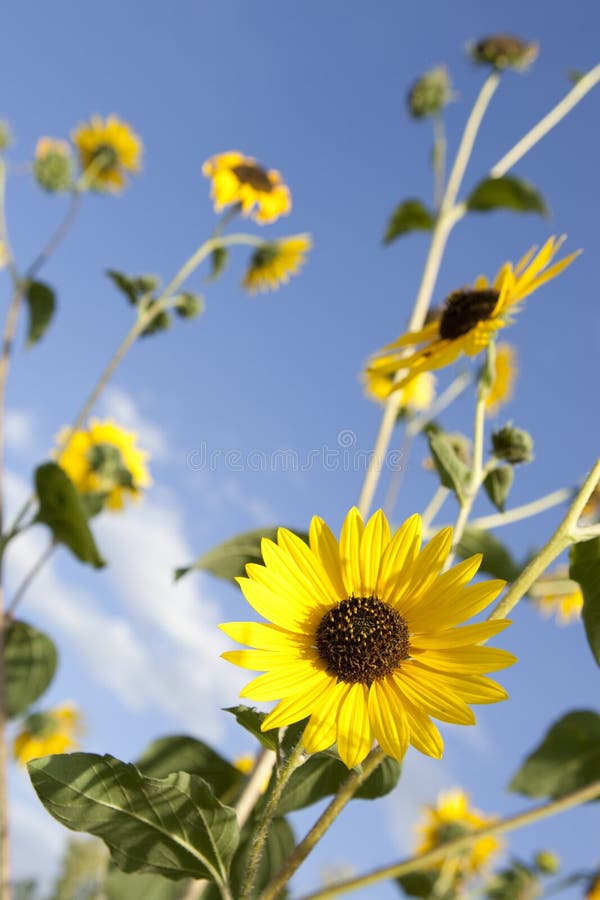 Sunflowers Rising Vertically Stock Photo - Image of details, summer ...