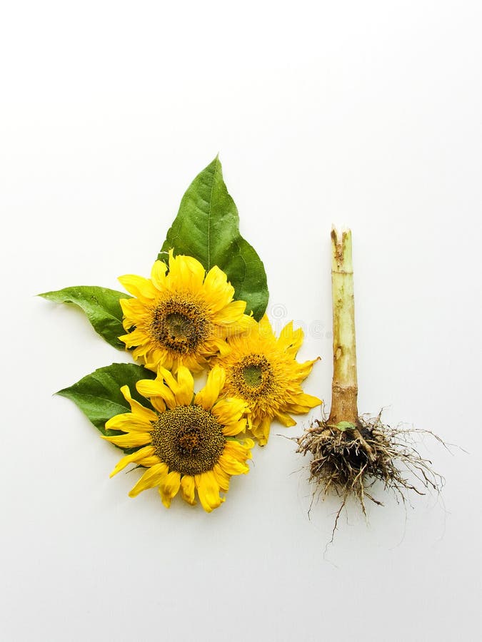 Sunflowers and root stock photo. Image of traditional - 271099152