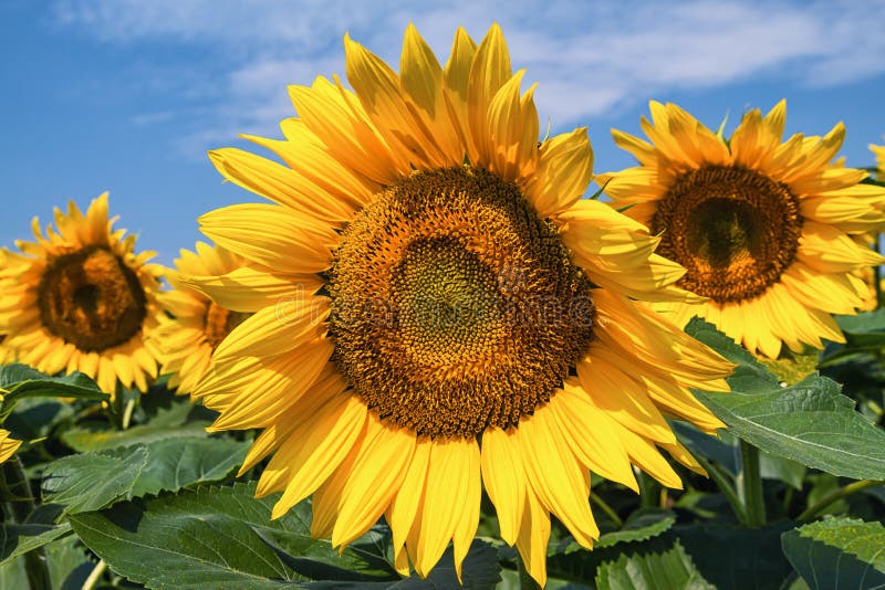 Sunflower field scenery . stock photo. Image of agriculture - 42916610