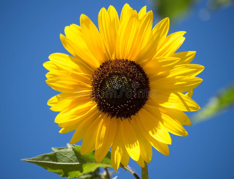 Sunflowers stock photo. Image of bright, full, blue, yellow - 87519648