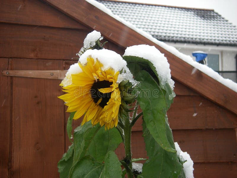 Sunflowers in the snow stock photo. Image of seasonal - 94007874