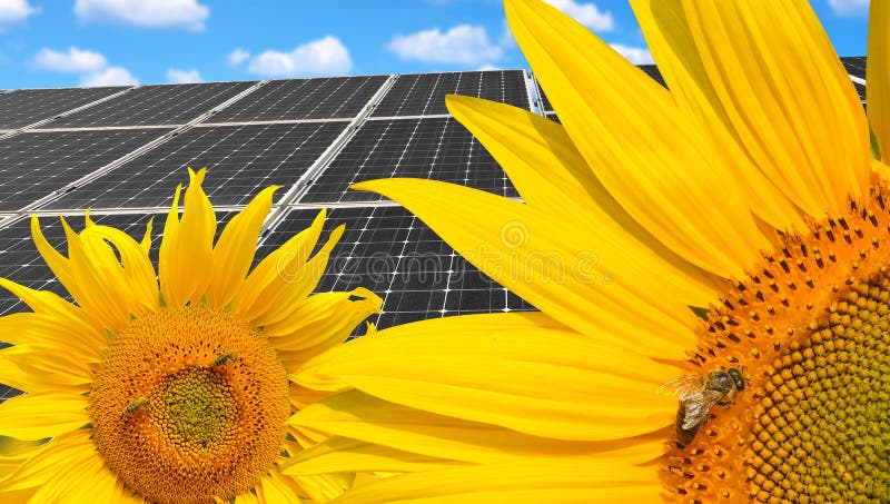 Sunflowers with Solar Energy Panels. Stock Image - Image of high ...