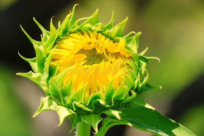 Sunflowers stock photo. Image of sunsky, spring, sunflower - 81876636