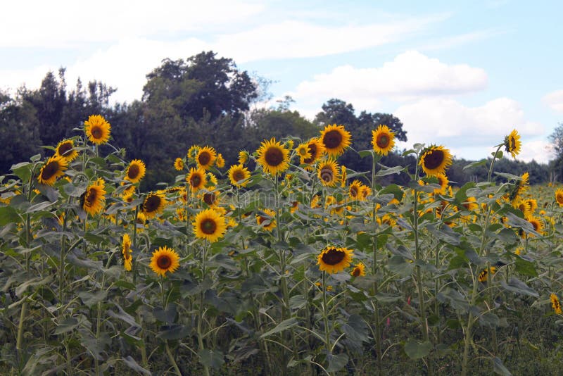 Tall Sunflowers stock photo. Image of field, blue, sunflowers - 83026606