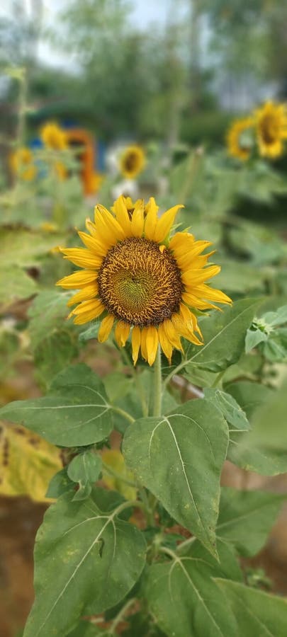 Sunflowers start to wilt stock photo. Image of start - 283765010