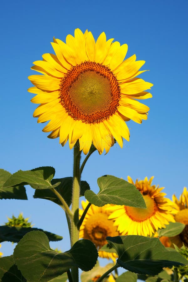 Sunflowers on Summer Field. Stock Photo - Image of culture, floral ...