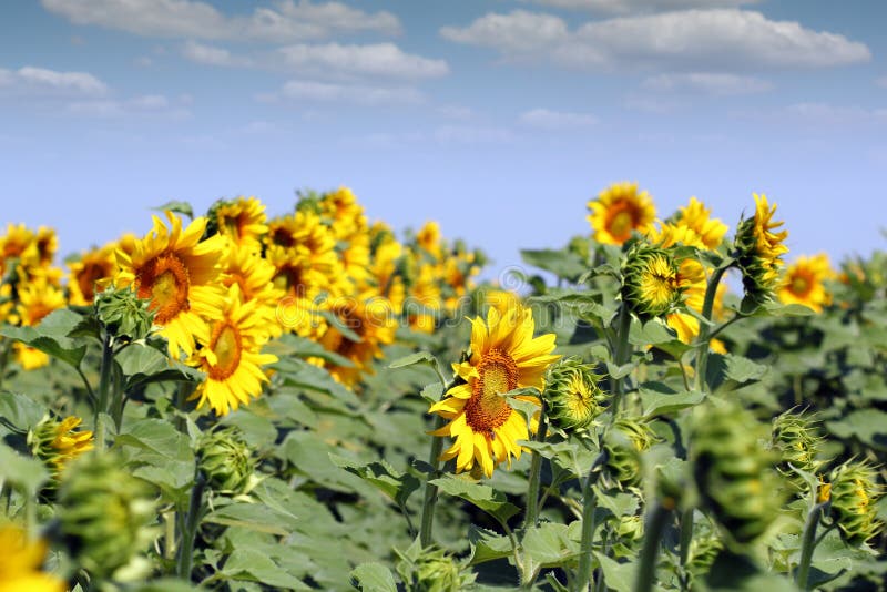 Sunflowers summer season stock photo. Image of flower - 37802428