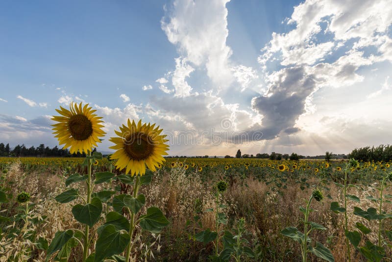 Sunflowers and sun rays stock image. Image of hope, detail - 96594011