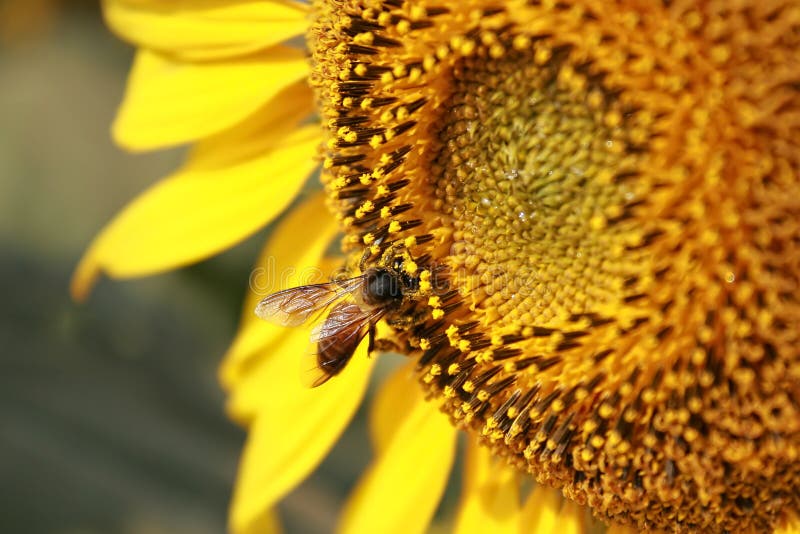 Sunflowers stock image. Image of light, backdrop, bloom - 31019725