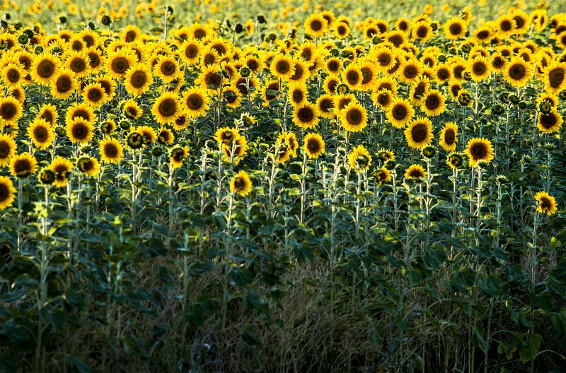 Sunflowers stock photo. Image of sunflower, agriculture - 75596188