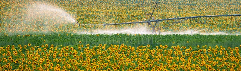 Sunflowers stock photo. Image of texture, sunflower, material - 76291590