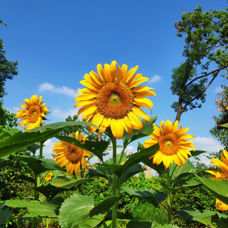 Sunflowers in a sunny day stock photo. Image of nature - 232160642