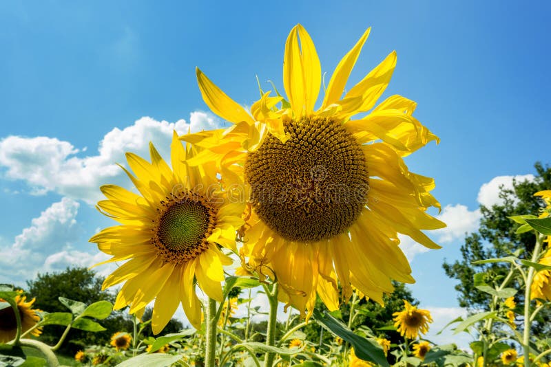 Sunflowers on a sunny day stock image. Image of flora - 96667457