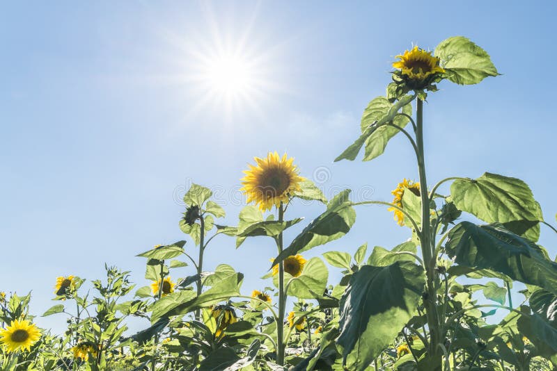 Sunflowers at a Sunny Summer Day with Sun and Sunbeam Stock Image ...