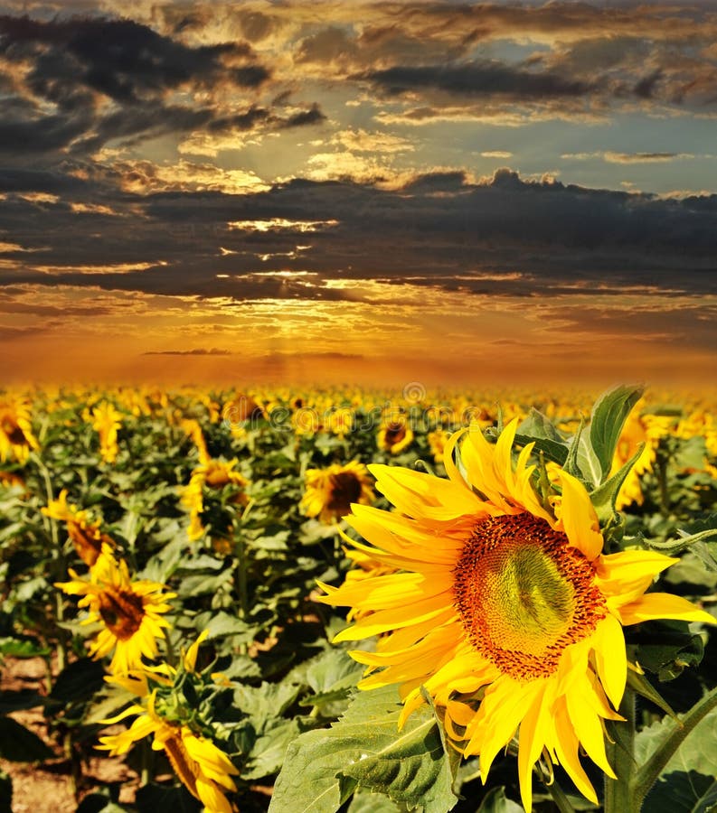 Sunflowers and sunset stock photo. Image of natural, growth - 15345972