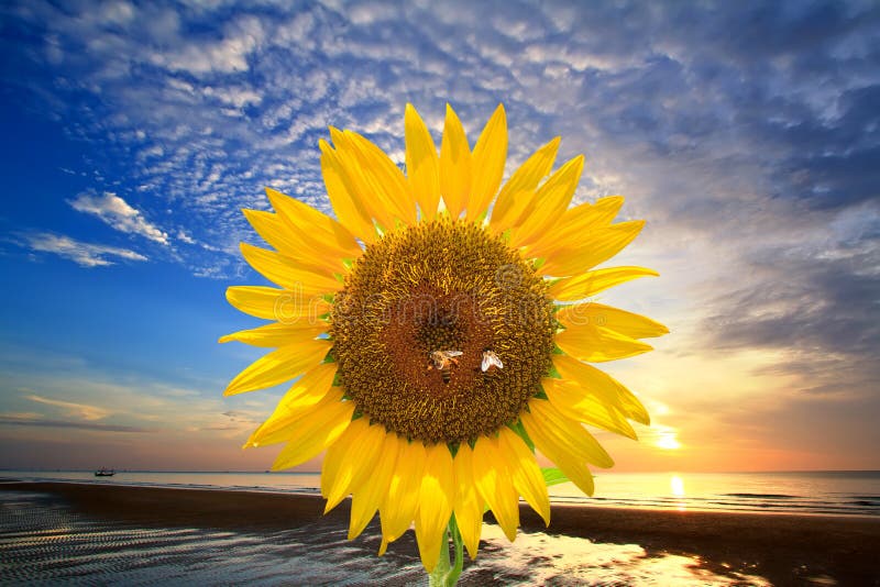 Sunflowers and sunset stock photo. Image of agriculture - 59183288
