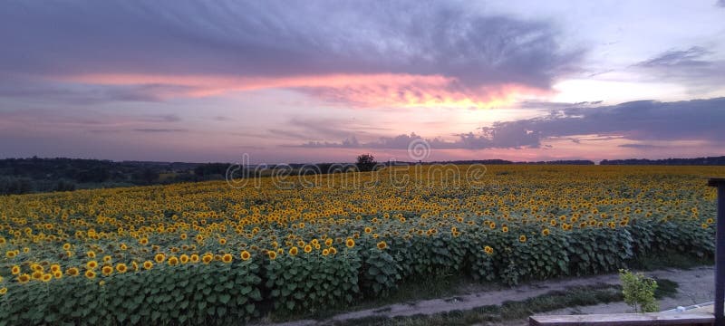 Sunflowers, Sunset in a Field of Sunflowers, Beautiful Weather Stock ...