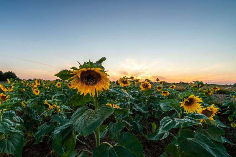 Sunflowers at sunset stock photo. Image of nature, yellow - 194817906