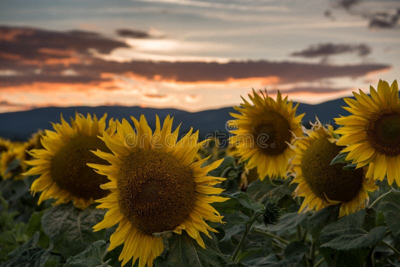 Sunflowers at the sunset stock image. Image of colorful - 121622665