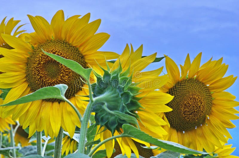 Sunflowers stock image. Image of sunflowers, three, camera - 73822213