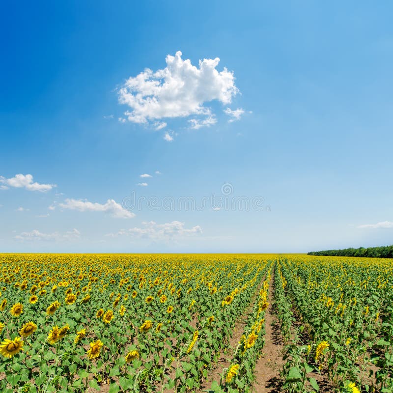Sunflowers under blue sky stock image. Image of cloud - 27313857