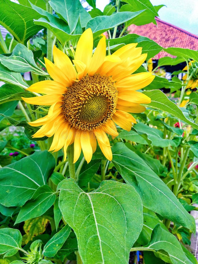 Sunflowers are Very Pretty when in Bloom Stock Photo - Image of green ...