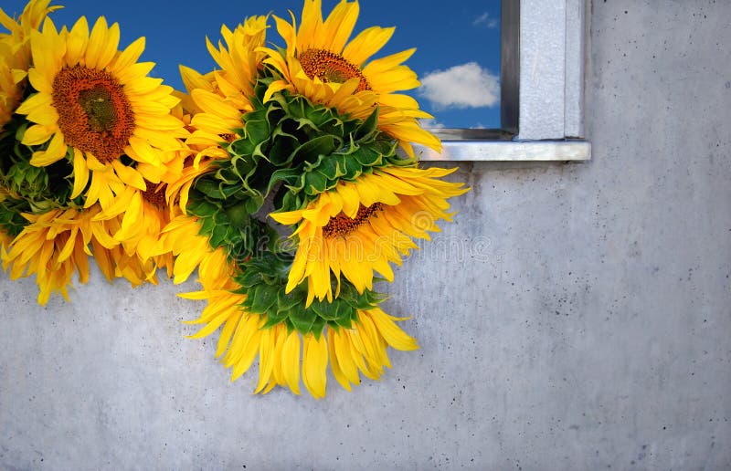 Sunflowers on a Window Sill Stock Image - Image of sunflowers, peaceful ...