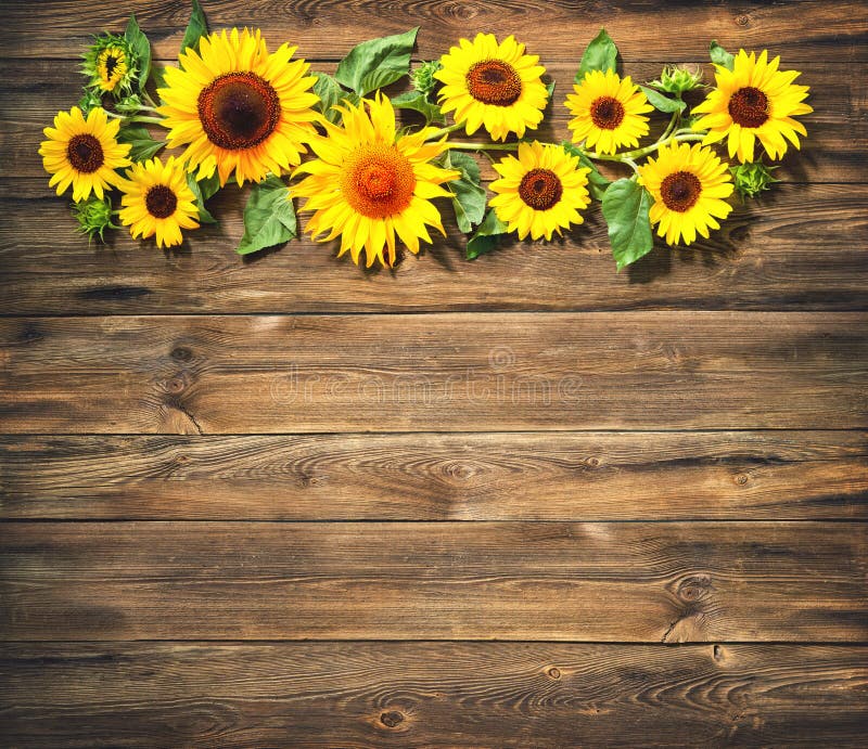 Sunflowers on wooden board stock photo. Image of sunflower - 124615812