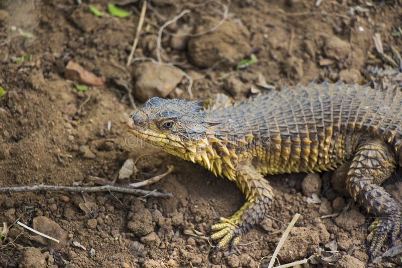 Sungazer Stock Photos - Free & Royalty-Free Stock Photos from Dreamstime