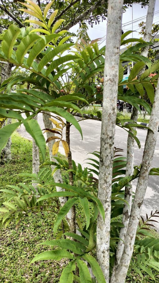Sungkai Tree & X28;Peronema Canescens& X29; Growing on the Side of the ...