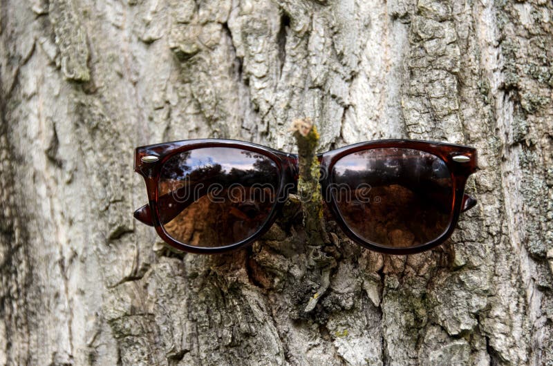 Glasses on the tree stock photo. Image of tree, style - 130487454