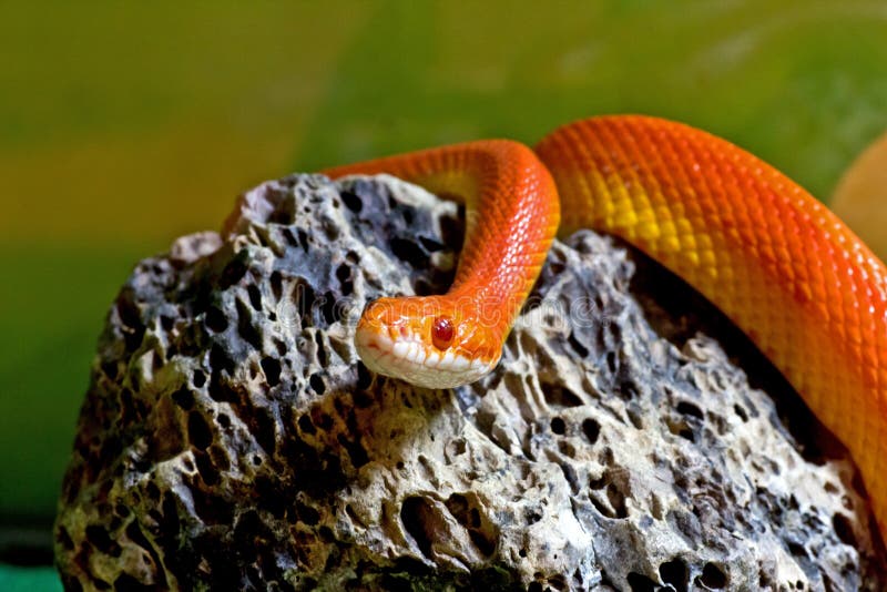 5,761 Snake Rock Photos - Free & Royalty-Free Stock Photos from Dreamstime