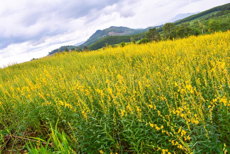 Sunhemp field stock image. Image of floral, fresh, flowers - 53974881