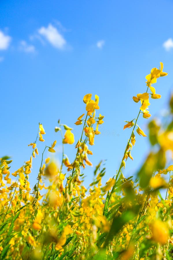 Sunhemp Flower with Blue Sky Stock Photo - Image of natural, bloom ...