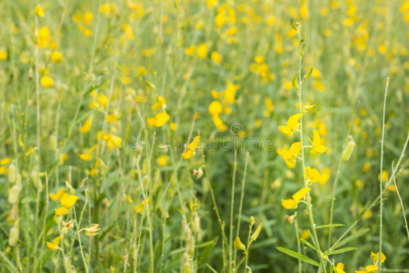 Sunhemp Flower Farm on Spring Background. Stock Photo - Image of fresh ...
