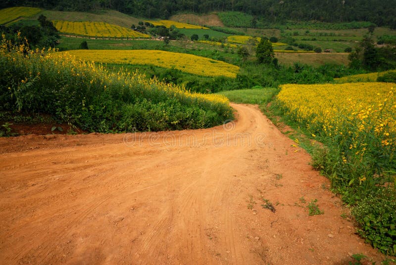 Sunhemp flower filed stock photo. Image of color, flora - 85121140