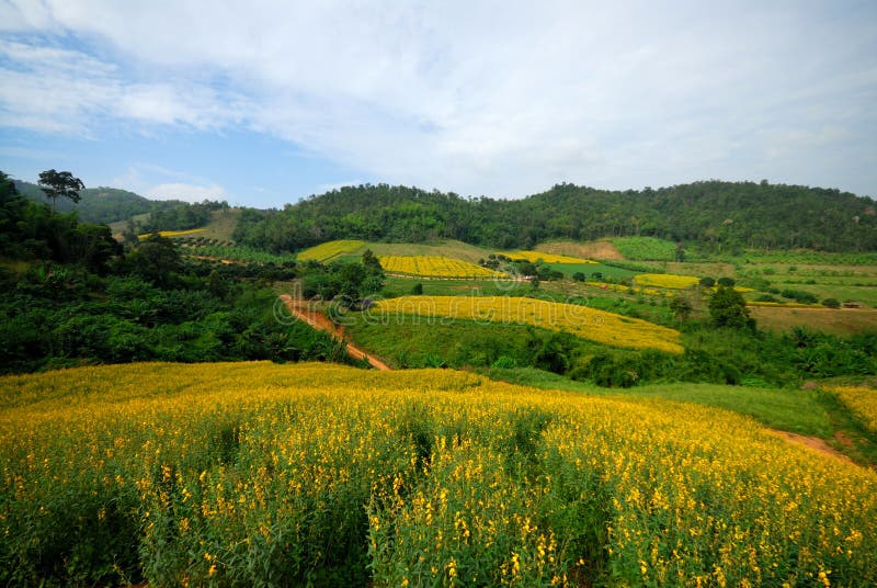 Sunhemp flower filed stock photo. Image of nature, season - 85126266