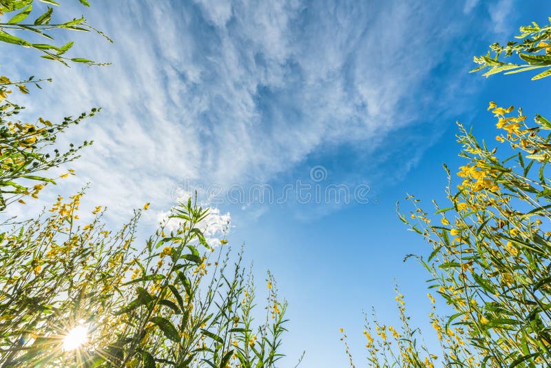 Sunhemp Flowers Low Angle View with Blue Sky Stock Image - Image of ...