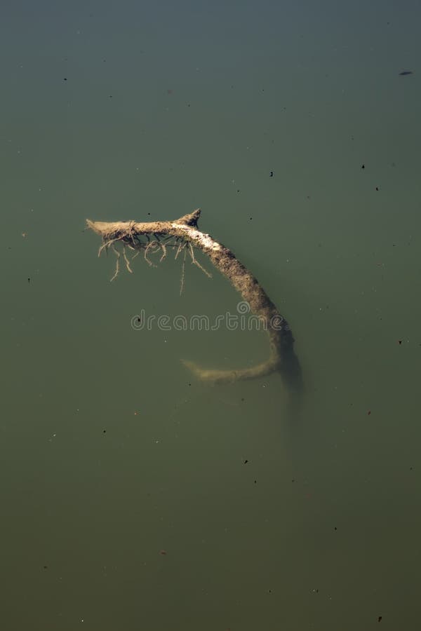 Sunken Branch in a Clear Lake Stock Image - Image of flower, cloud ...